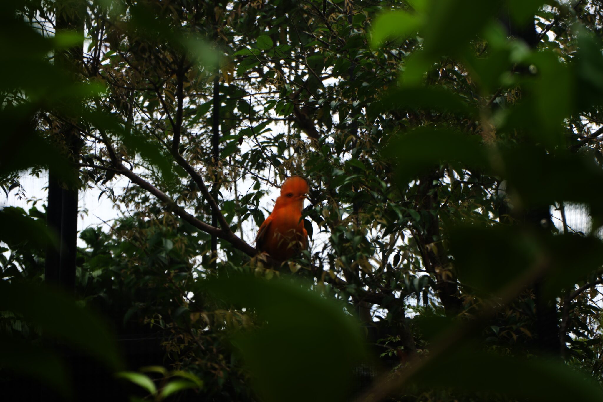 Singapore Bird Paradise 20231201 — Chen Zhonghua Taiji