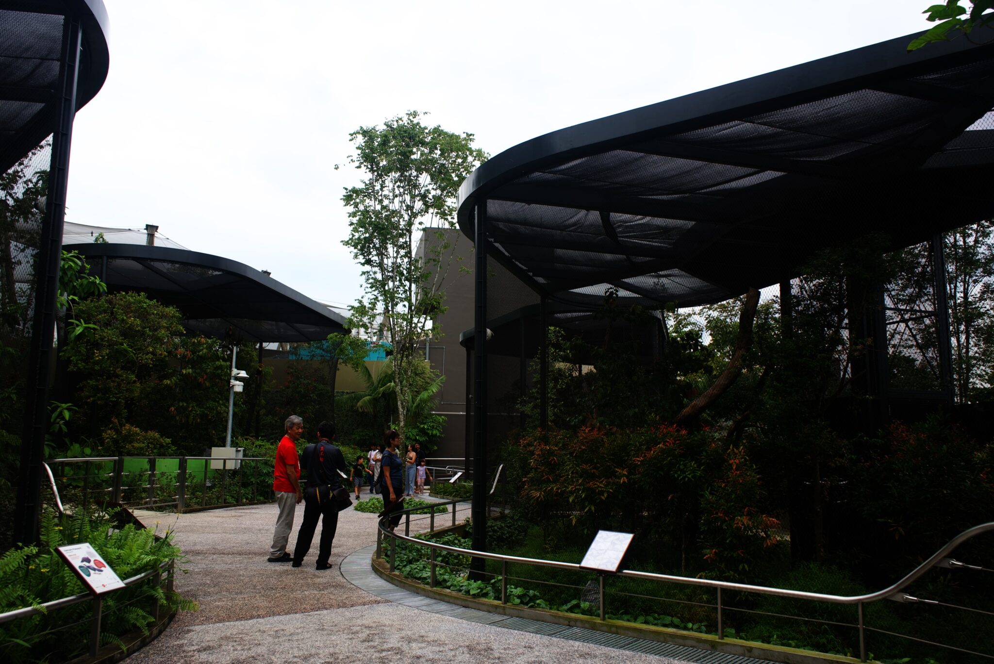 Singapore Bird Paradise 20231201 — Chen Zhonghua Taiji
