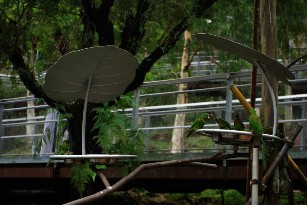 Singapore Bird Paradise 20231201 — Chen Zhonghua Taiji