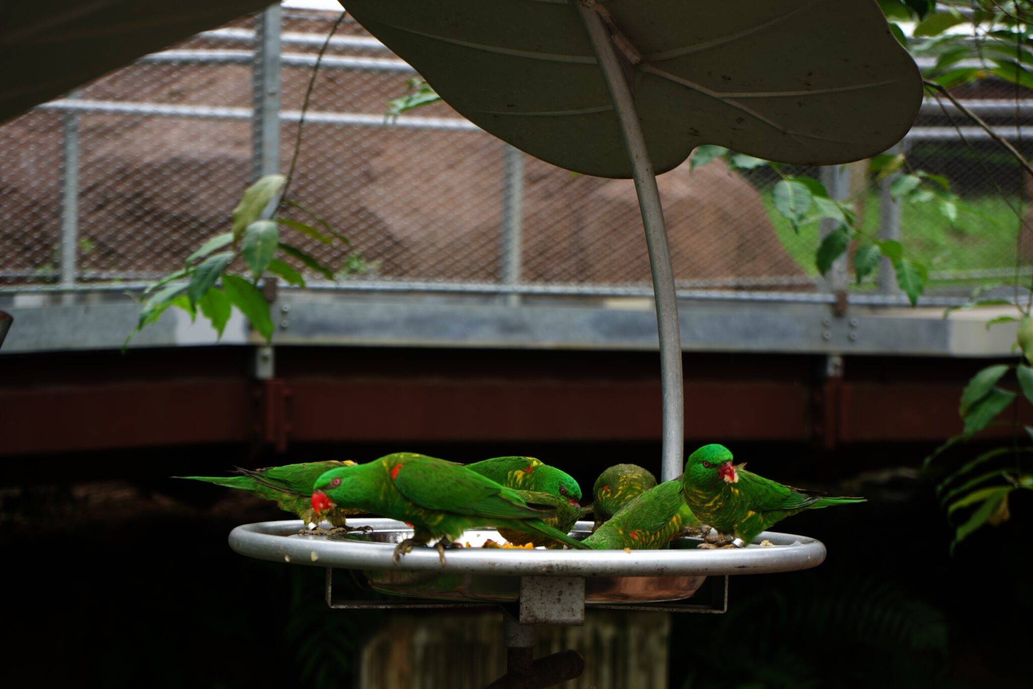 Singapore Bird Paradise 20231201 — Chen Zhonghua Taiji