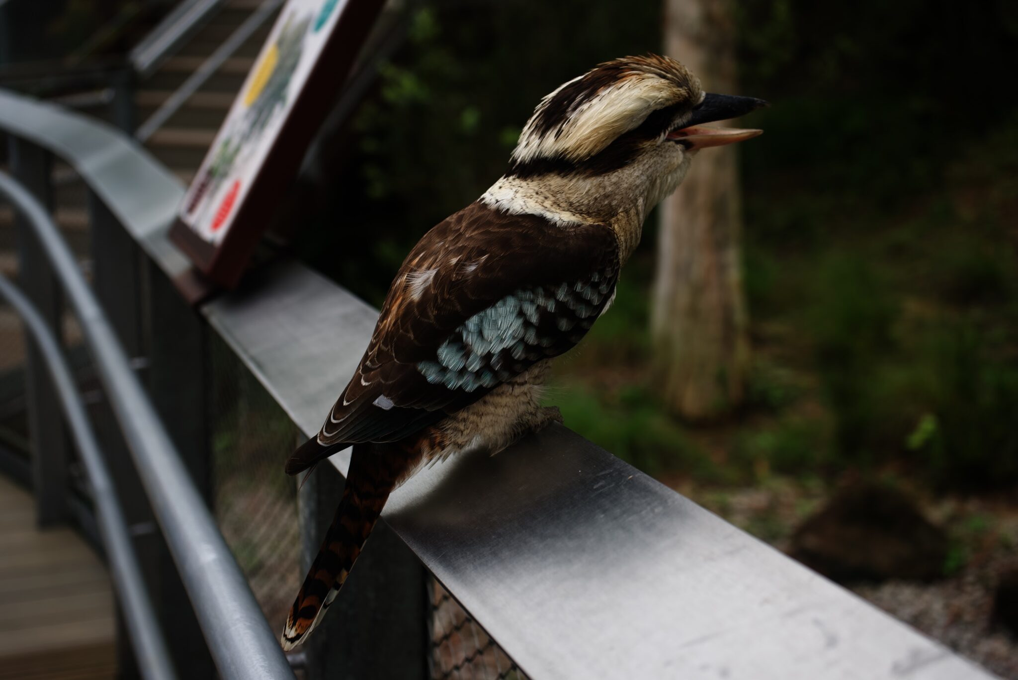 Singapore Bird Paradise 20231201 — Chen Zhonghua Taiji