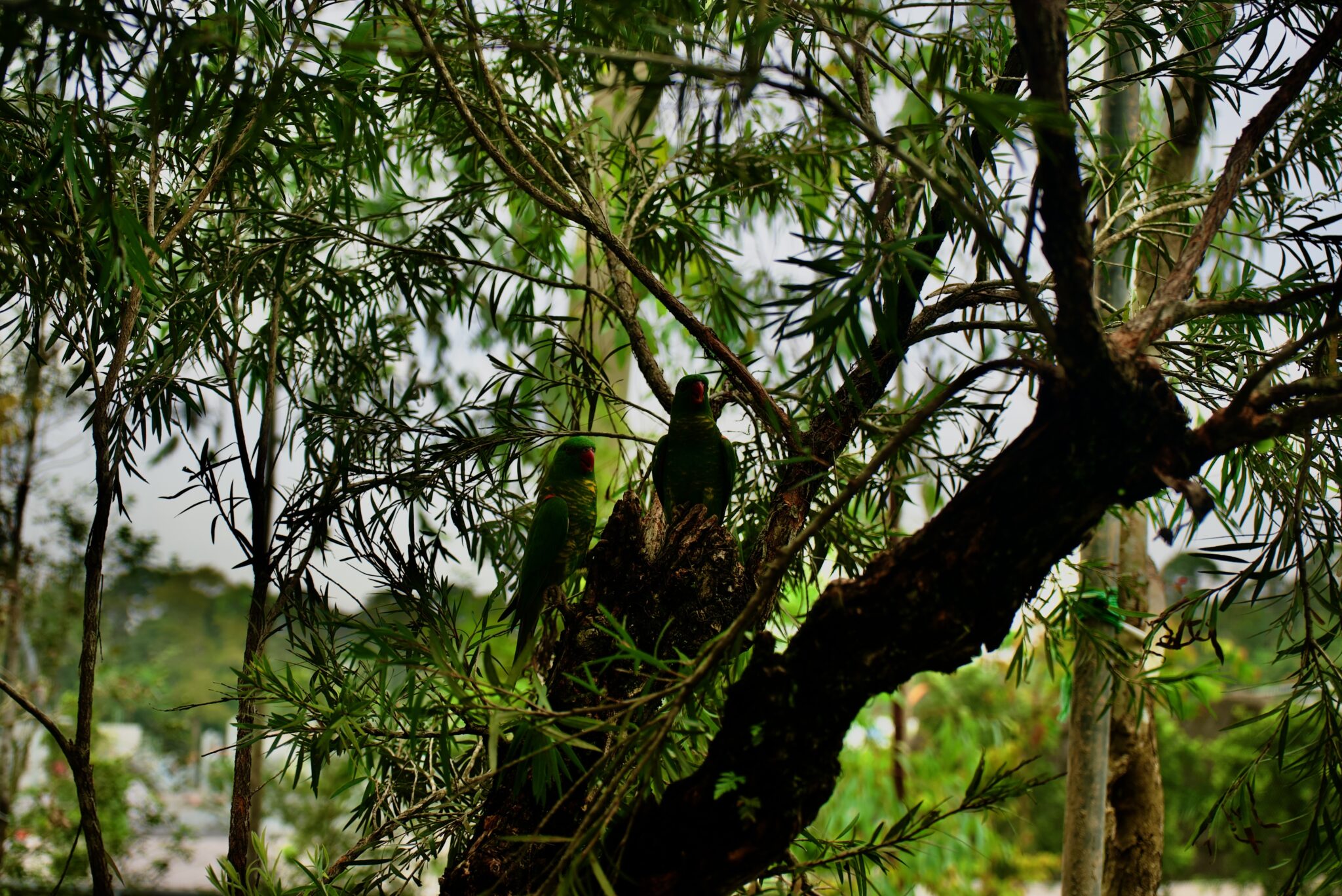 Singapore Bird Paradise 20231201 — Chen Zhonghua Taiji